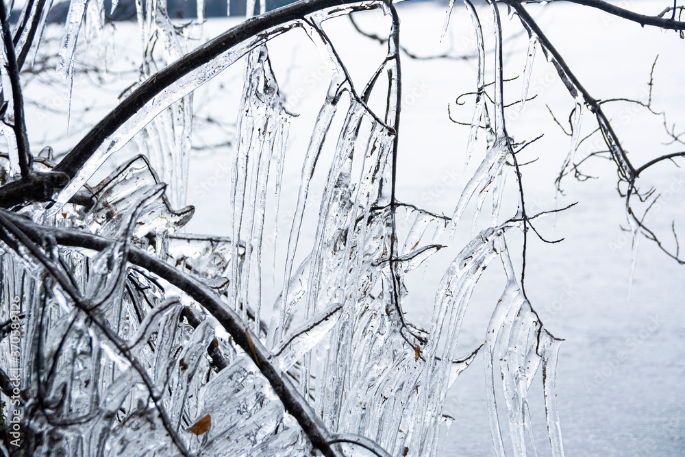 Icicles on the branches,Karkali Strict Nature Reserve, Lohja, Finland ...