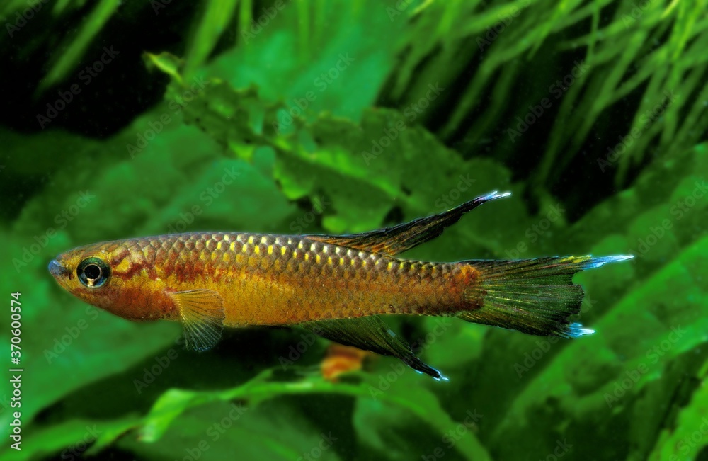 Volcano Killifish, aphyosemion volcanum, Adult Stock Photo | Adobe Stock