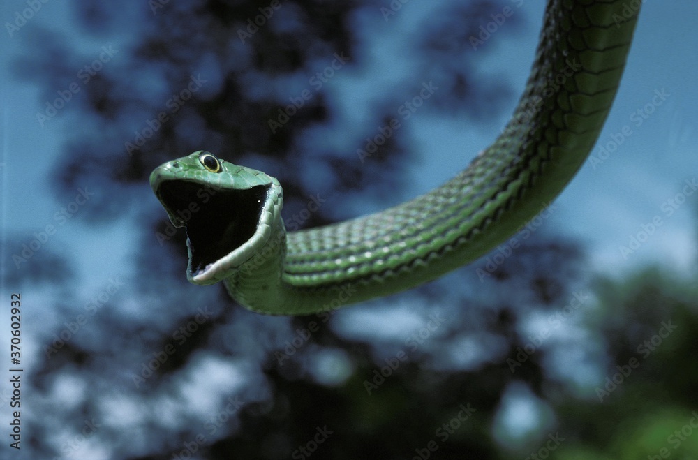 Green Mamba Snake Blue Mouth
