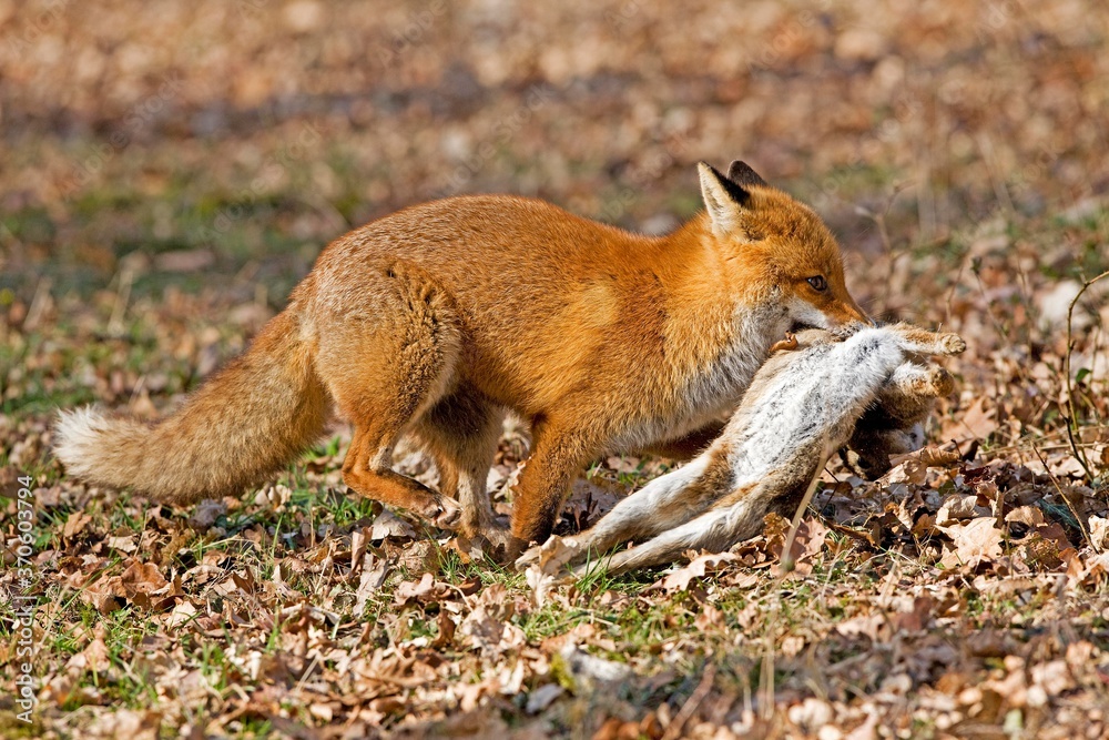 Red Fox, vulpes vulpes, Male with a Kill, a Wild Rabbit, Normandy Stock ...