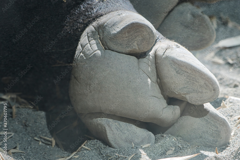 2020-08-10 THE HOOF OF A SLEEPING MALAYAN TAPIR Stock Photo | Adobe Stock