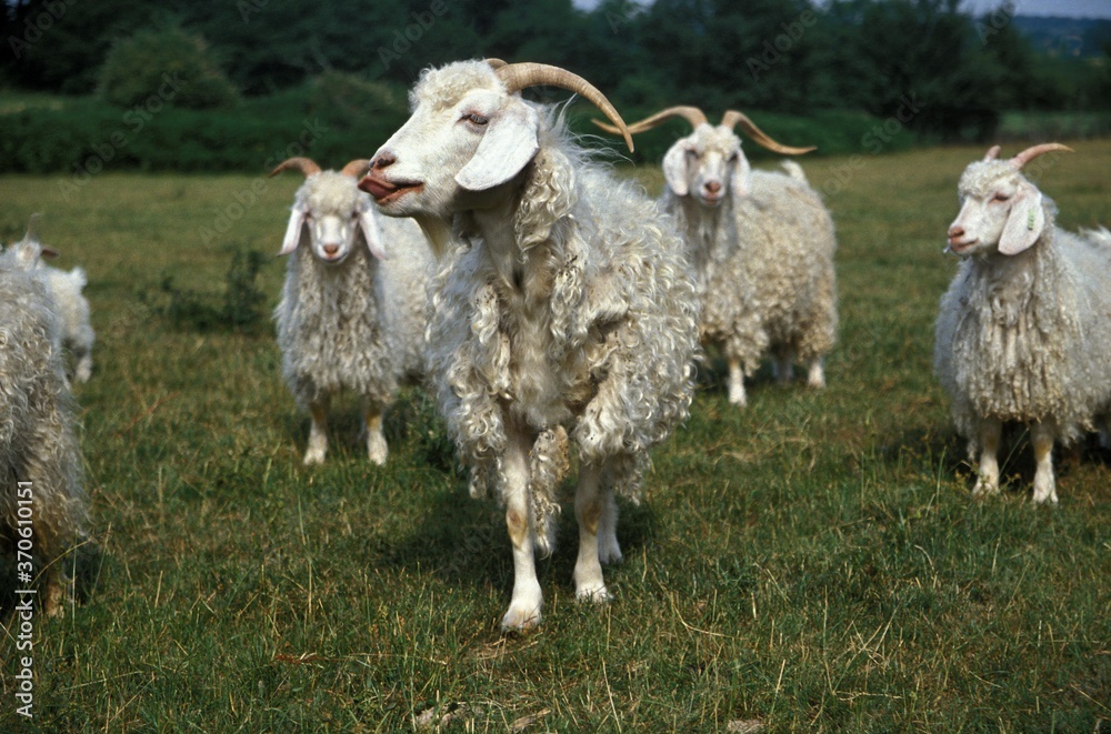 Angora Goat, Breed Producing Mohair Wool Stock Photo | Adobe Stock