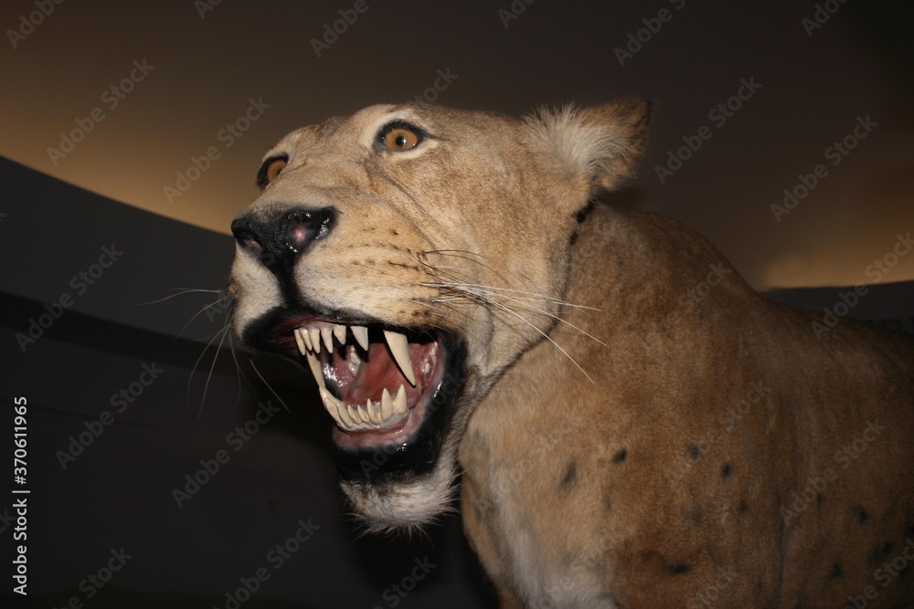 Scimitar Cat, homotherium serum, Saber Toothed Cat disappeared 10 000 ...