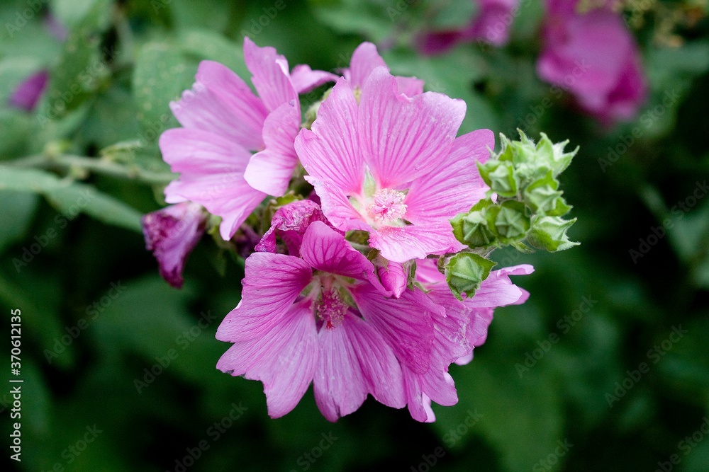 Normandy Flowers | Best Flower Site