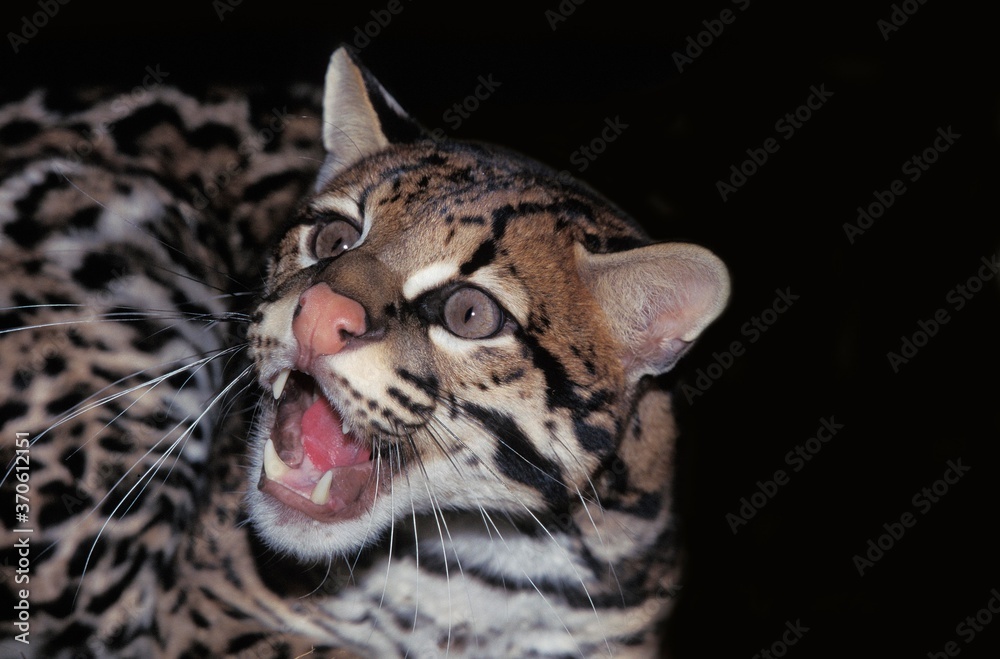 Ocelot, leopardus pardalis, Portrait of Adult Snarling Stock Photo ...