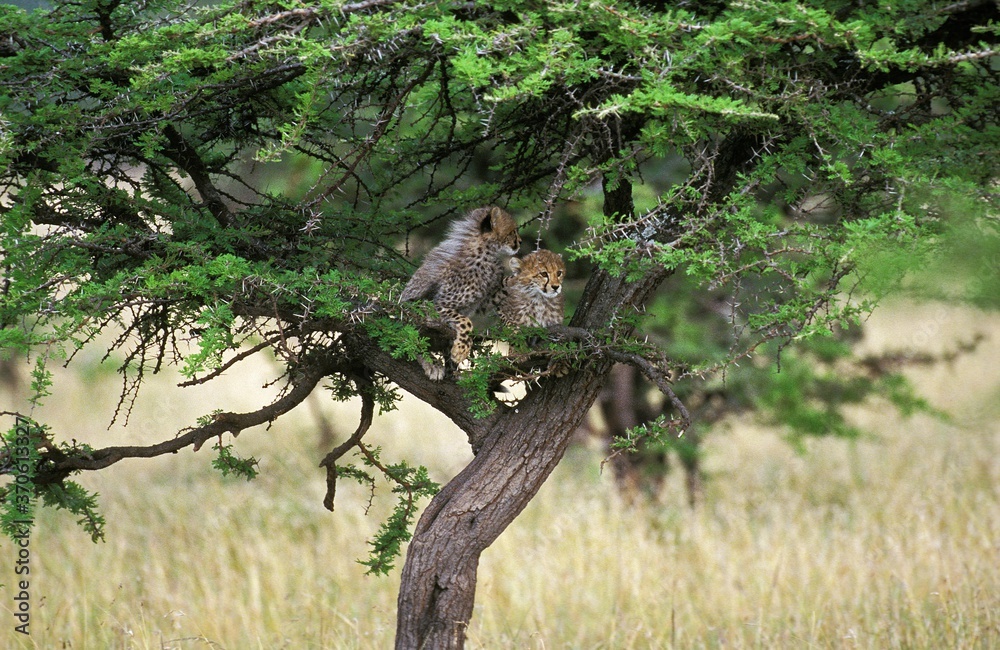 Cheetah, acinonyx jubatus, Cub playing in Tree, Masai Mara Park in ...
