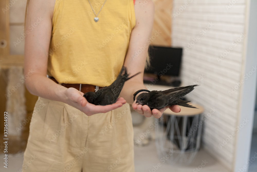 The common swift (Apus apus), called simply “swift” in Great Britain ...