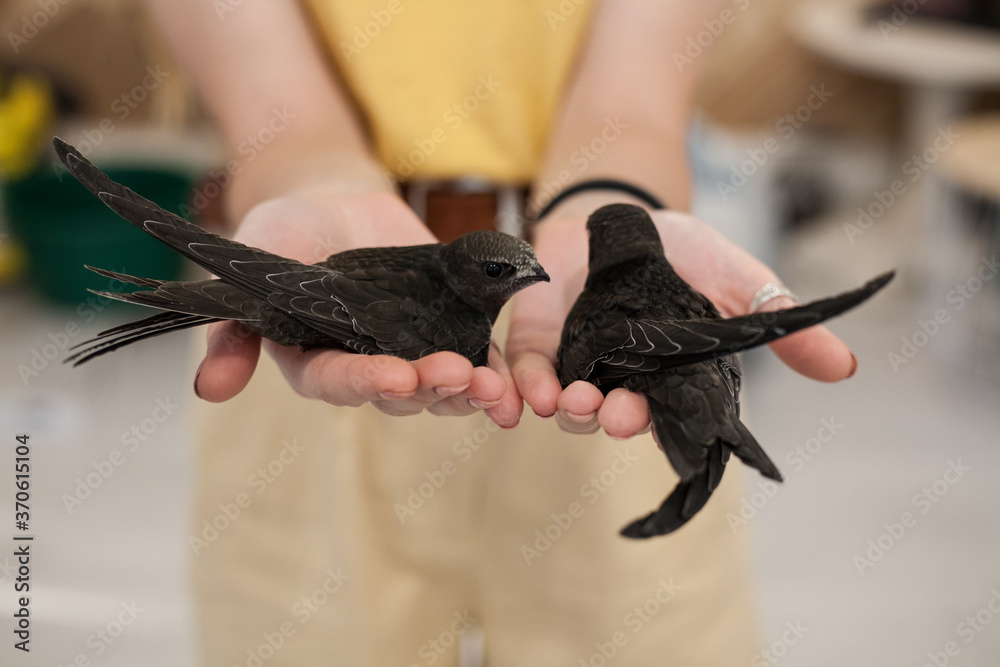 The common swift (Apus apus), called simply “swift” in Great Britain ...