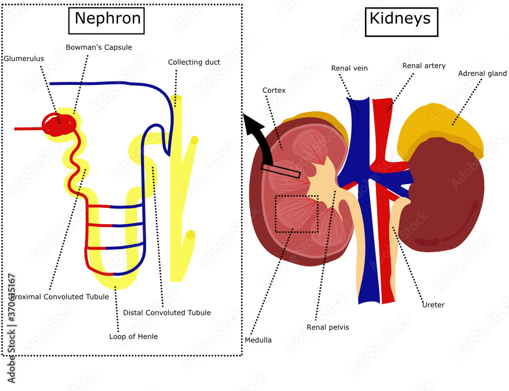 Kidneys and nephron diagram.Internal human organ anatomy.Excretory ...