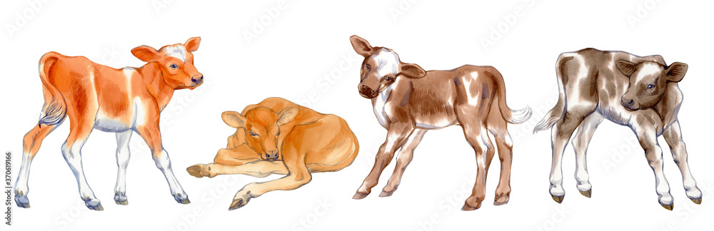 Watercolor set of calfs isolated on white background. Original stock ...