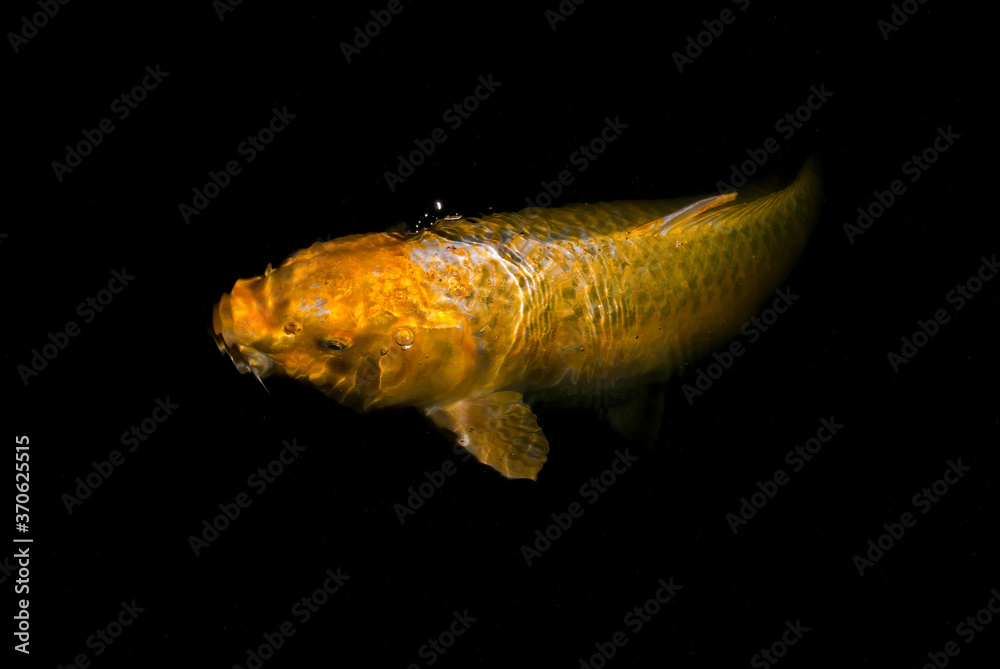 Koi (Cyprinus carpio ) in pond Stock Photo | Adobe Stock