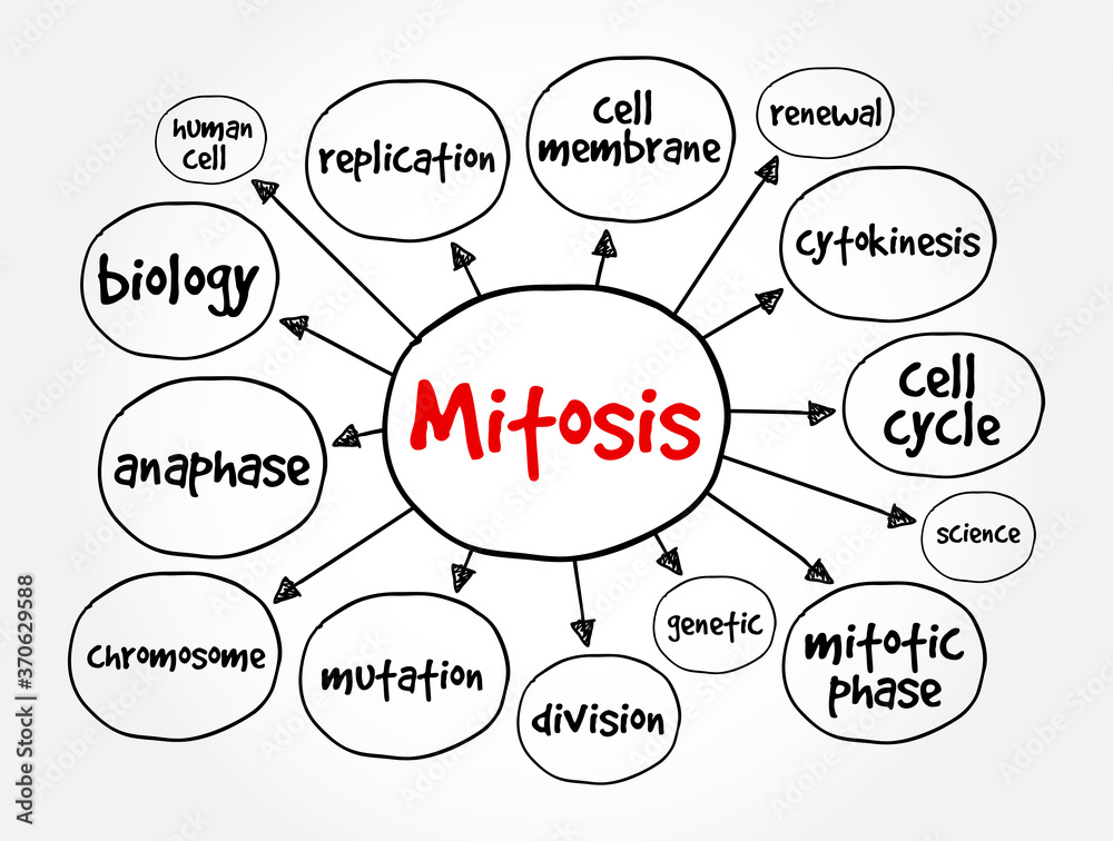 Mitosis mind map, medical concept for presentations and reports Stock Vector | Adobe Stock