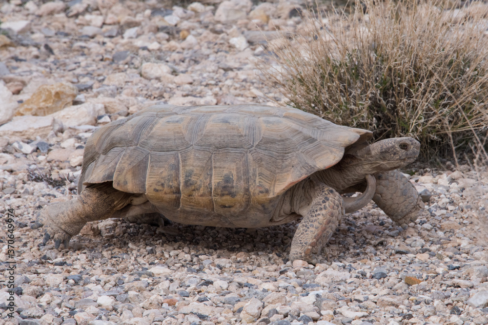 Red Rock Canyon NCA, Nevada - March 2019: Desert Tortoise (Gopherus ...