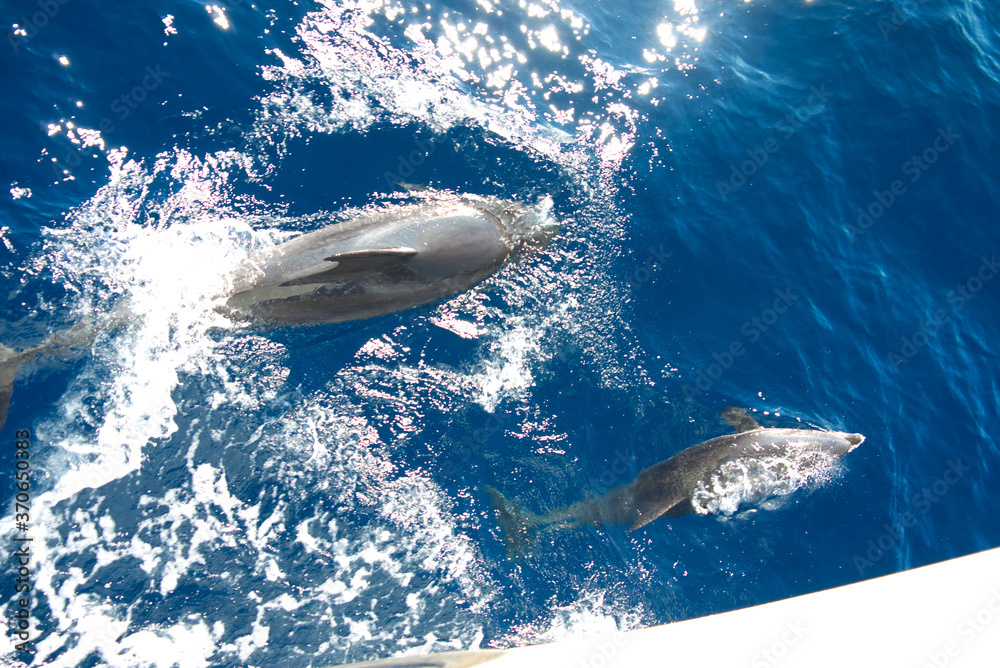 A Killer whale/Orca hunting the tuna fish in the Strait of Gibraltar ...