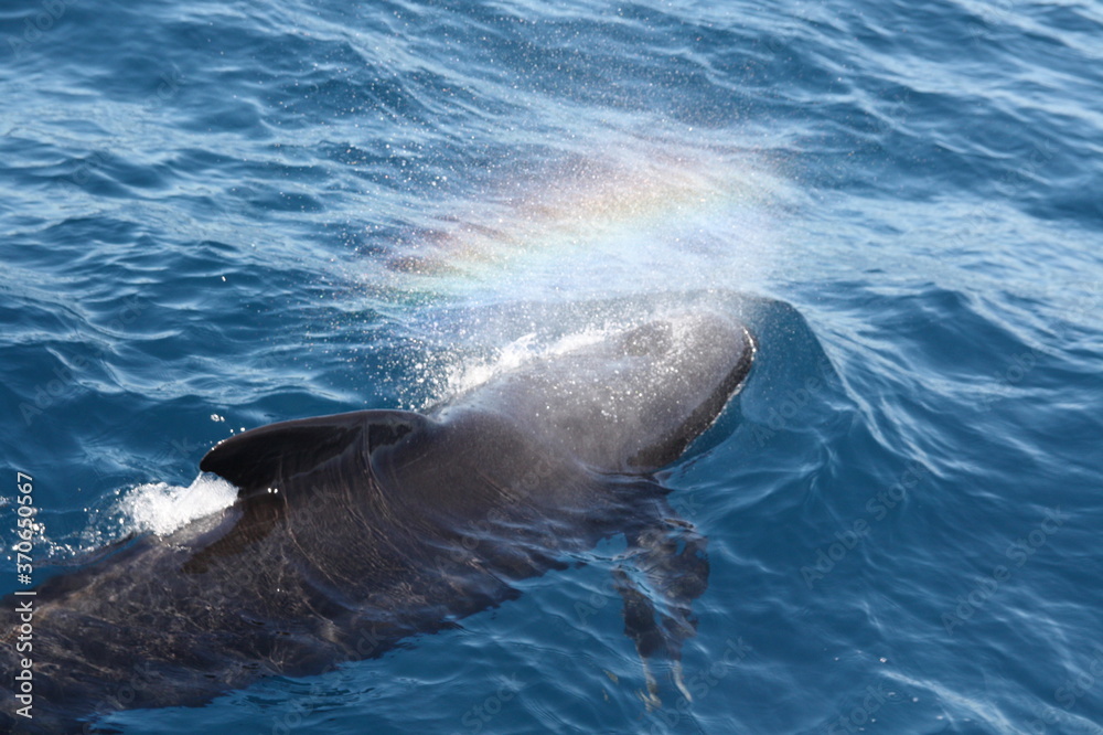 Poster A Killer whale/Orca with a beautiful rainbow, hunting the tuna ...