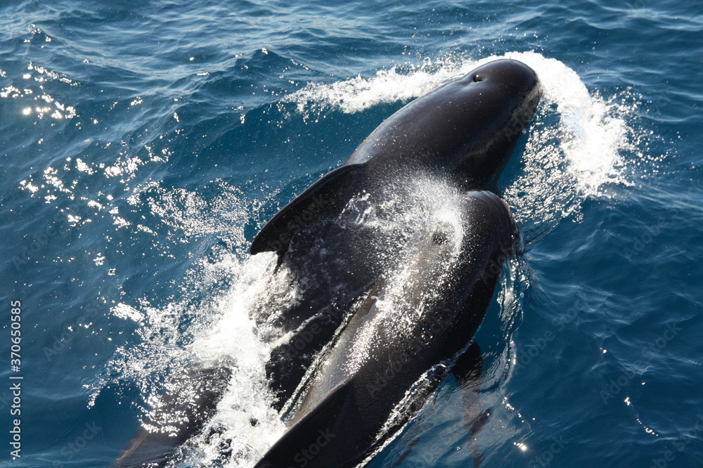 A family of Killer whale/Orca with a young baby, hunting the tuna fish ...