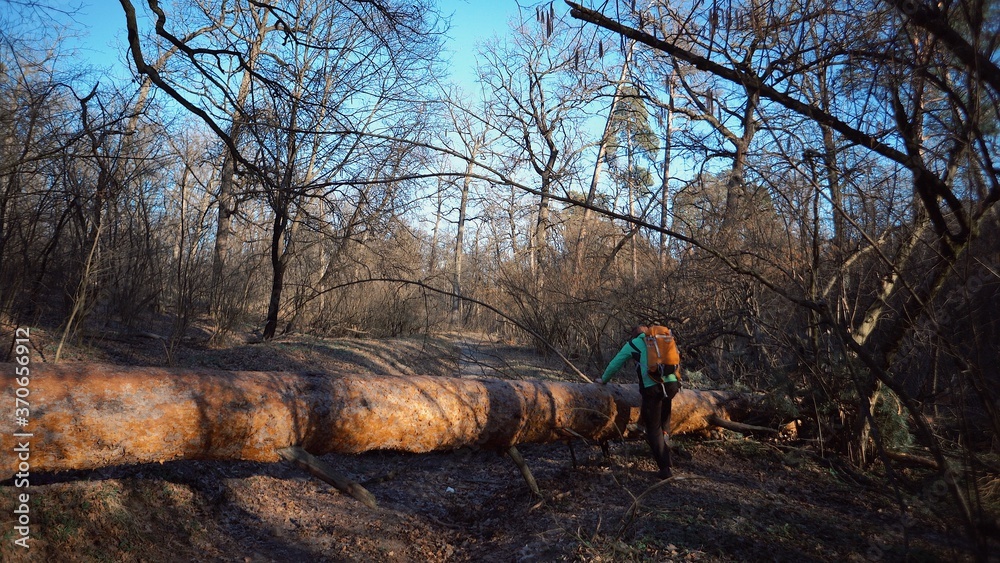 A young male tourist with a backpack steps over a fallen tree in the ...