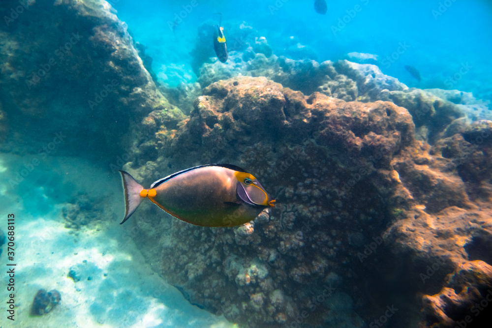 Tropical fish in ocean bay. Hanauma bay, O'ahu, Hawaii Stock Photo ...