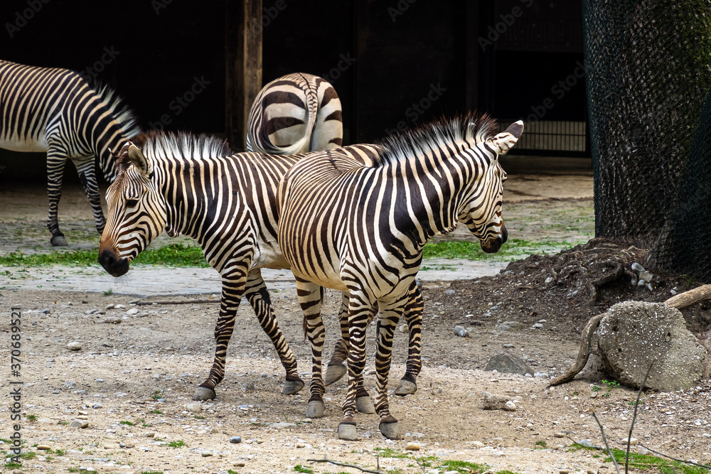 Hartmanns Mountain Zebra