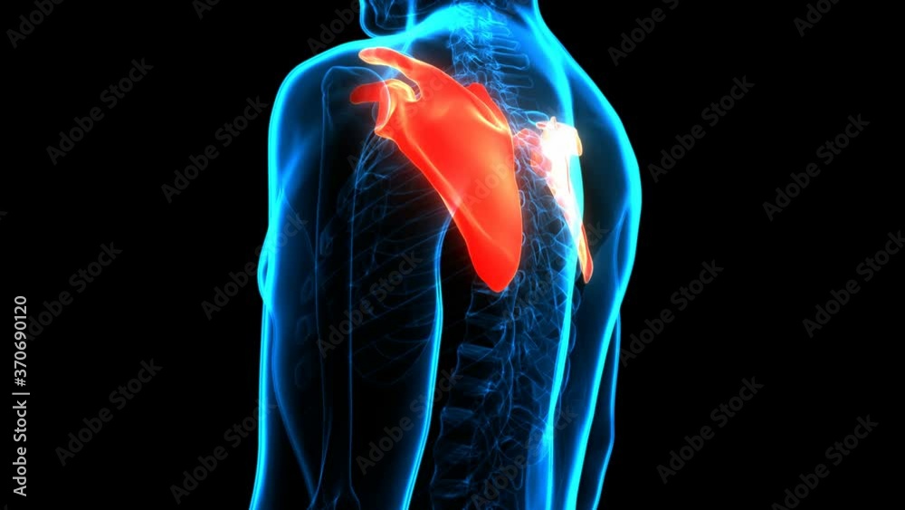 Human Skeleton System Scapula Bone Joints Anatomy Animation Concept ...