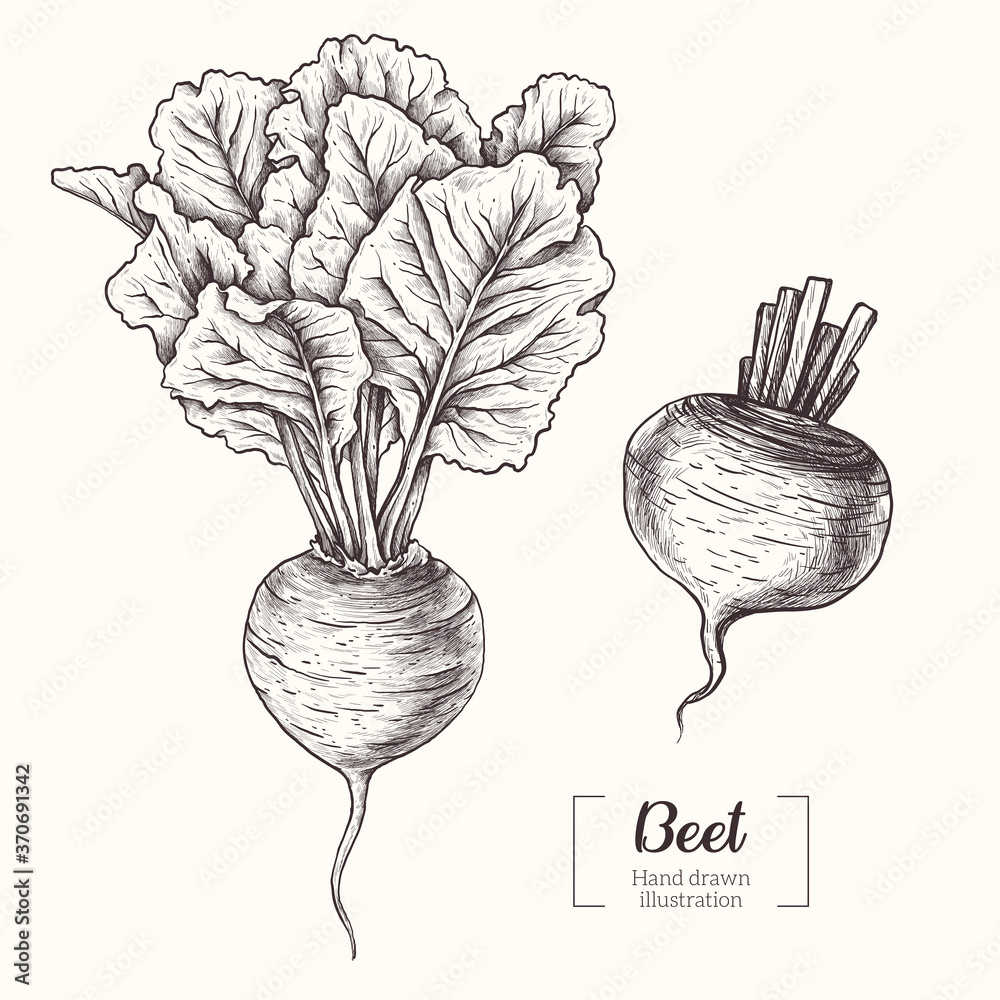 Beet. Vegetable. Beetroot. Vector Hand Drawn. Line art. Sketch ...