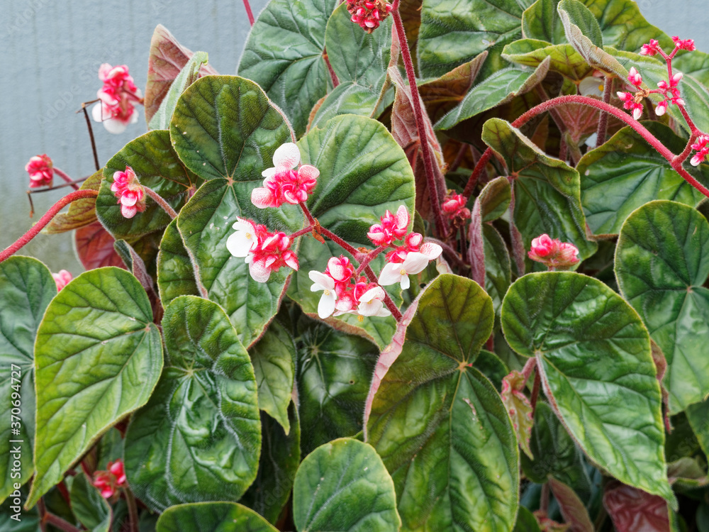 Begonia grandis evansiana - Bégonia à inflorescence de petites ...