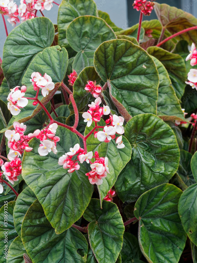Begonia grandis evansiana - Bégonia à inflorescence de petites ...