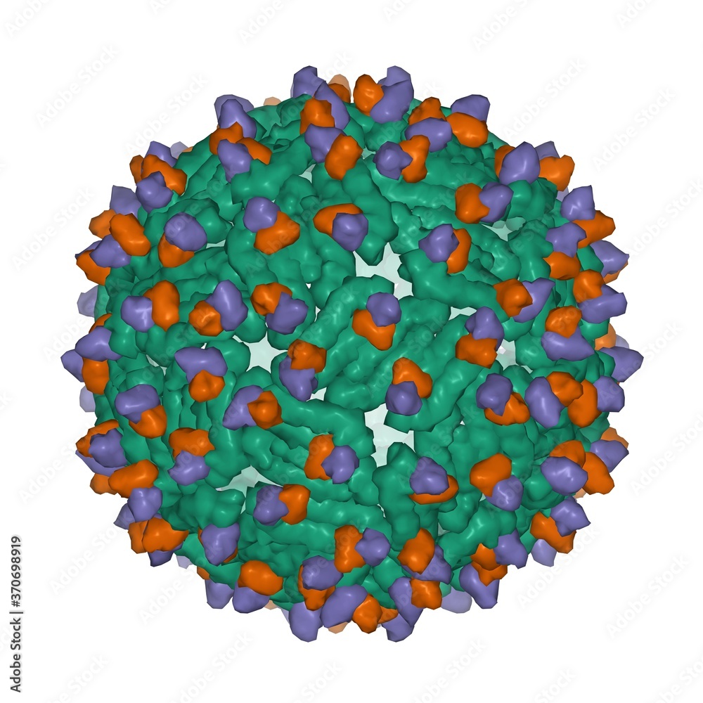 Cryo-EM structure of Dengue virus strain (green) complexed with human ...
