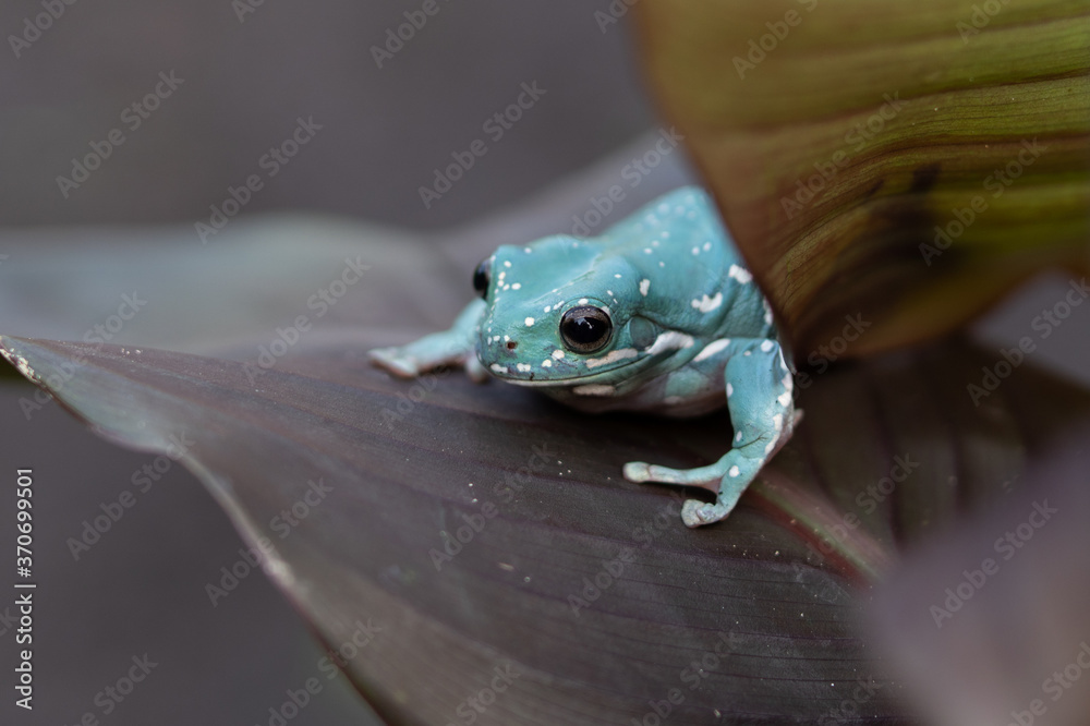 White's Tree Frog (Litoria caerulea) is a popular pet frog species and ...