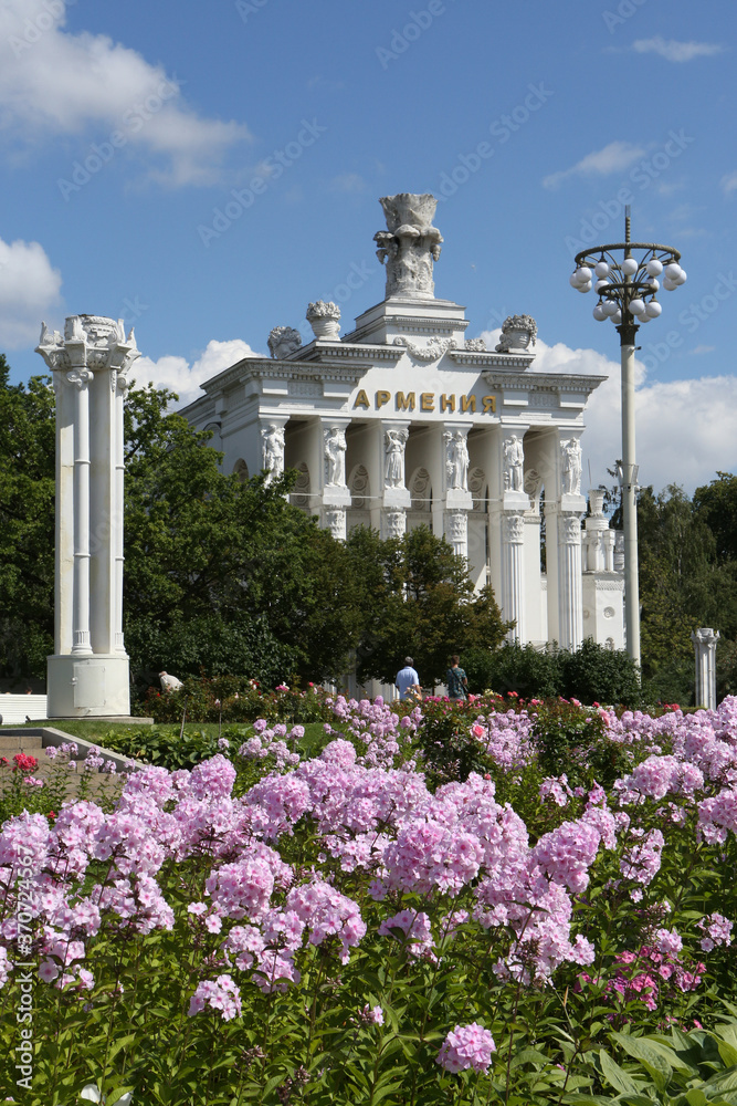 Pink garden phloxes, phlox paniculata, grade Rosa Pastell. Moscow city ...