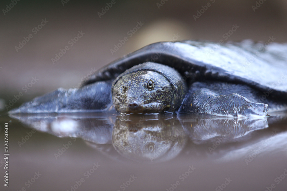 The Malayan softshell turtle is found in Brunei, Indonesia, Java ...