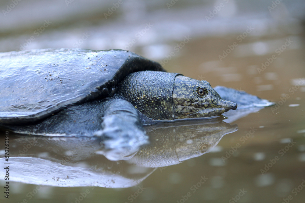 Malayan softshell turtle (Dogania subplana) is a species of softshell ...