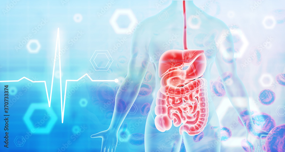 Human digestive system anatomy scientific Background. 3d illustration ...