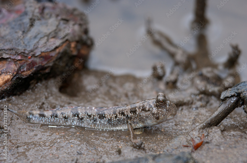 Mudskipper (Periophthalmus) resting at the edge of a pond in a mangrove ...