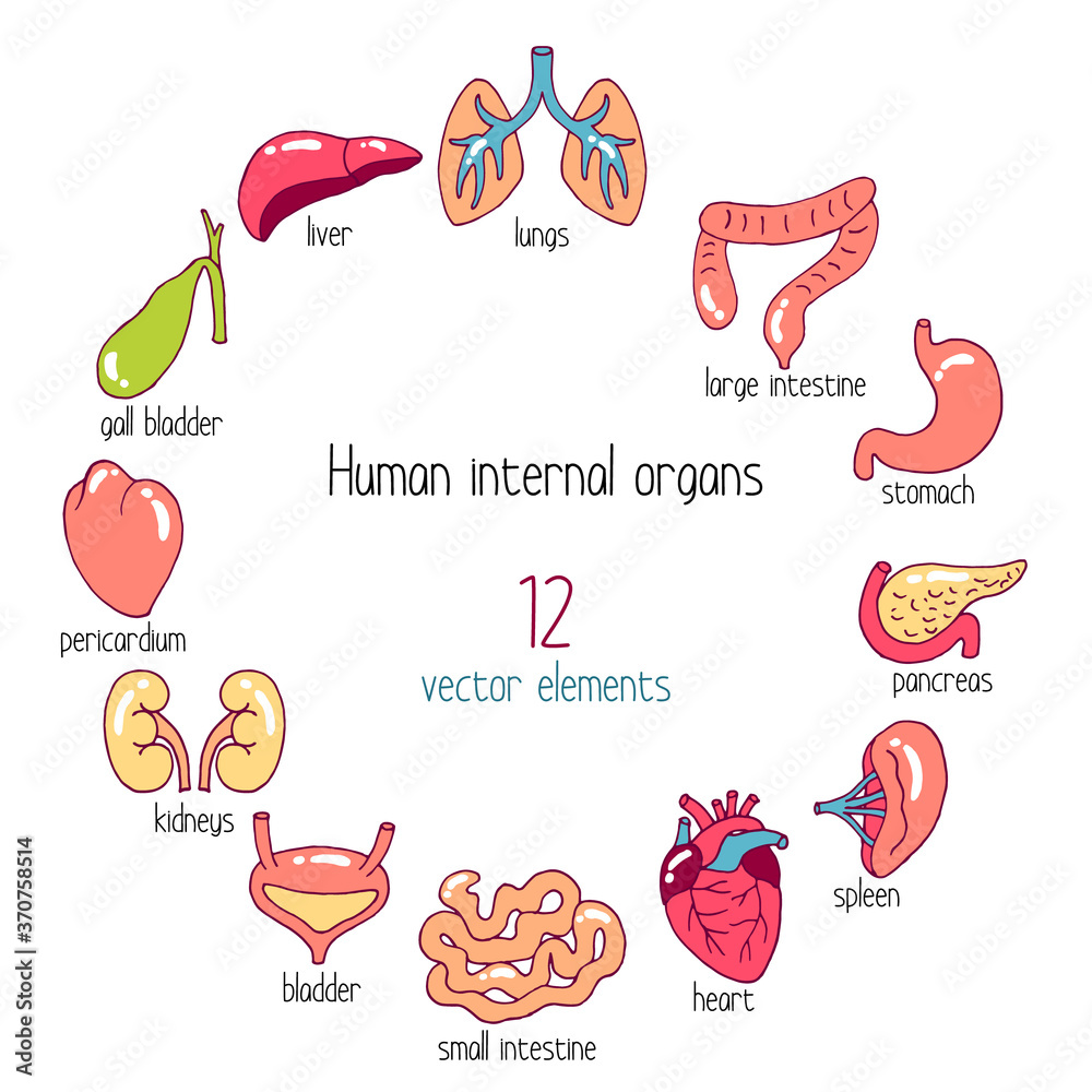 Human internal organs vector set. Cartoon-style illustration of 12 ...