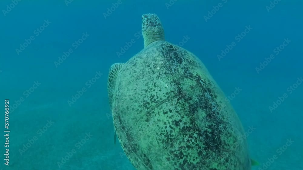 Big male Green Sea Turtle (Chelonia mydas) with Remora fish (Echeneis ...