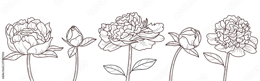 Vector set of peonies in outline style, illustration of peony flowers ...