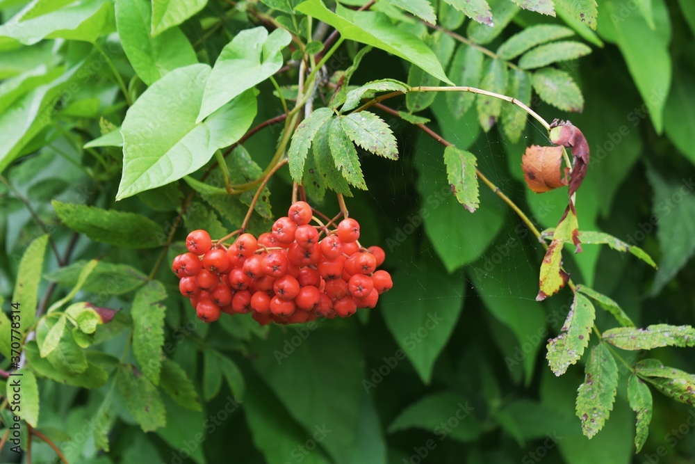 Branches of European Mountain Ash Rowan tree or Sorbus Aucuparia, with ...