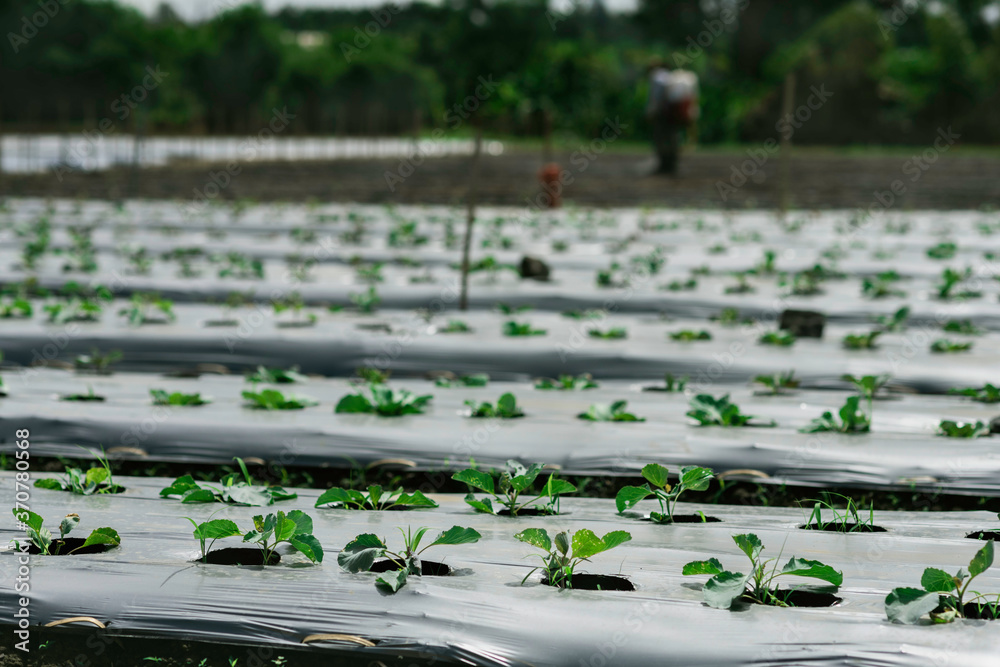 Vegetable Plants grow in mulching film in Agricultural farm Stock Photo ...
