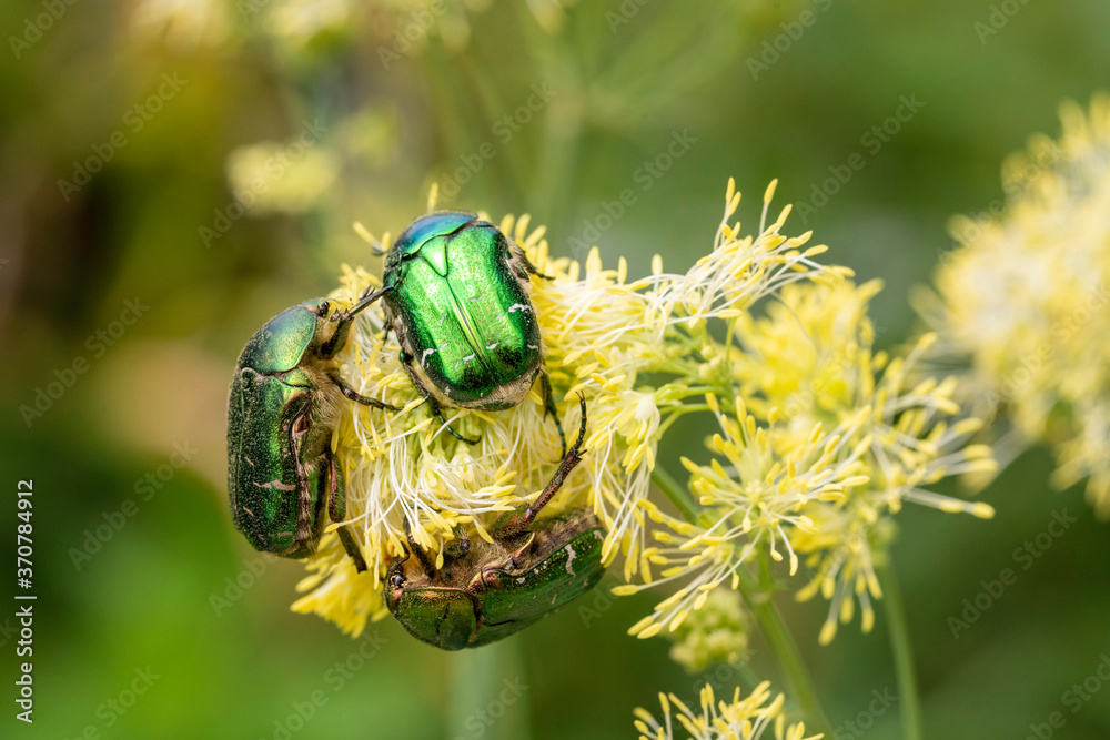 Goldglänzender Rosenkäfer (Cetonia aurata) auf Akeleiblättrige ...