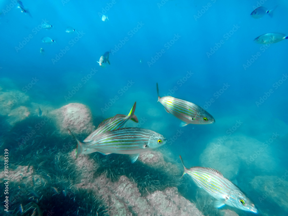 Bancs de poissons en mer méditerranée - Schools of fish in the ...