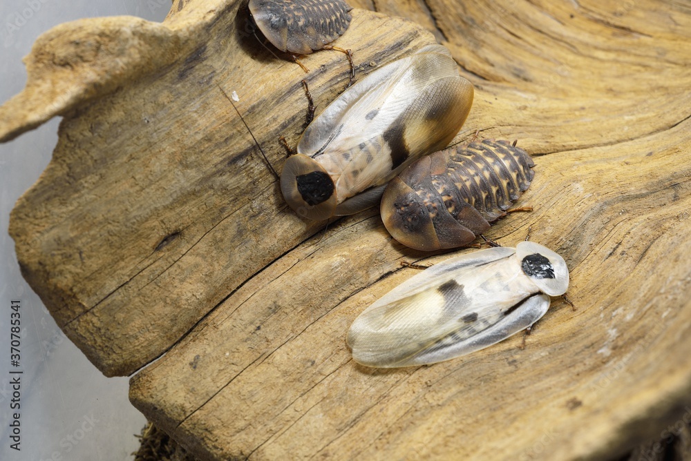 Giant cockroach Blaberus giganteus in terrarium, close-up. Wooden ...