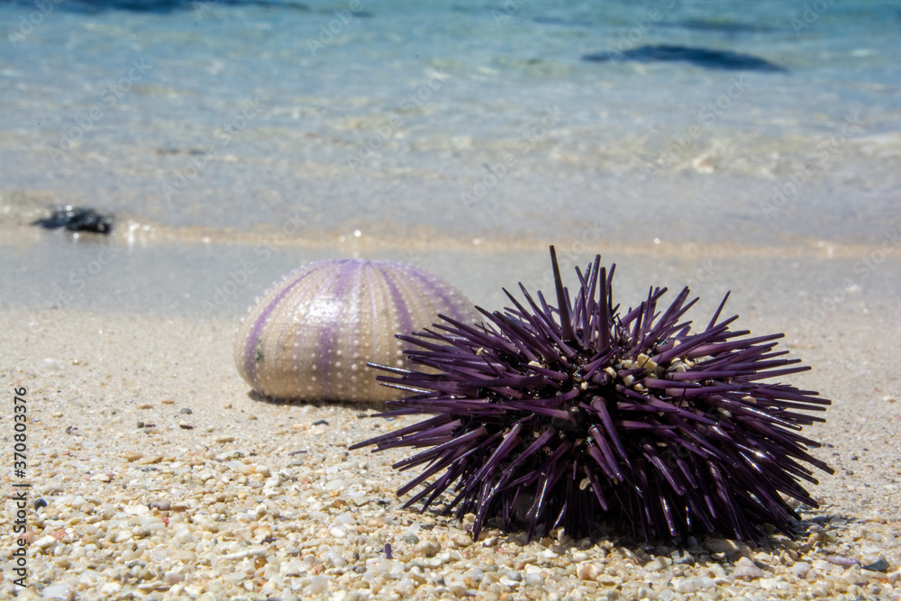 Sea urchin on a beach in Mauritius Stock Photo | Adobe Stock