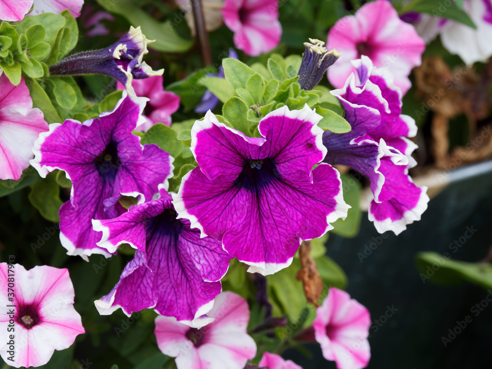 Petunia Hybrida 'Sanguna Purple edge Picotee' White purple bi-color ...