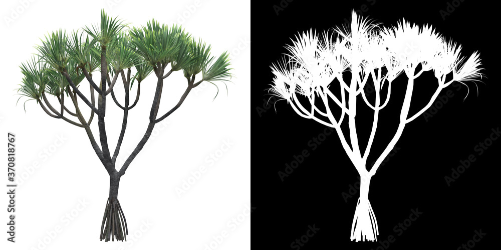 Front view of tree (Pandanus Utilis) png with alpha channel to cutout ...