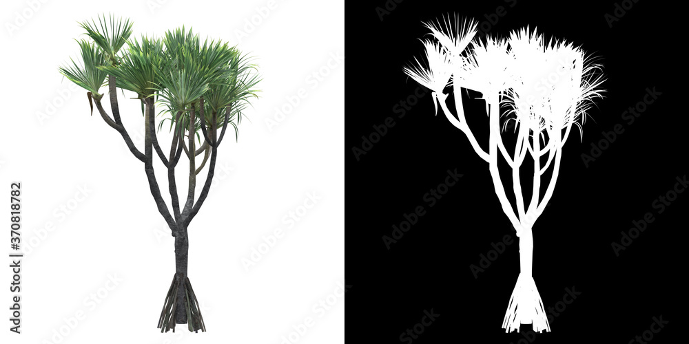 Left view of tree (Pandanus Utilis) png with alpha channel to cutout 3D ...