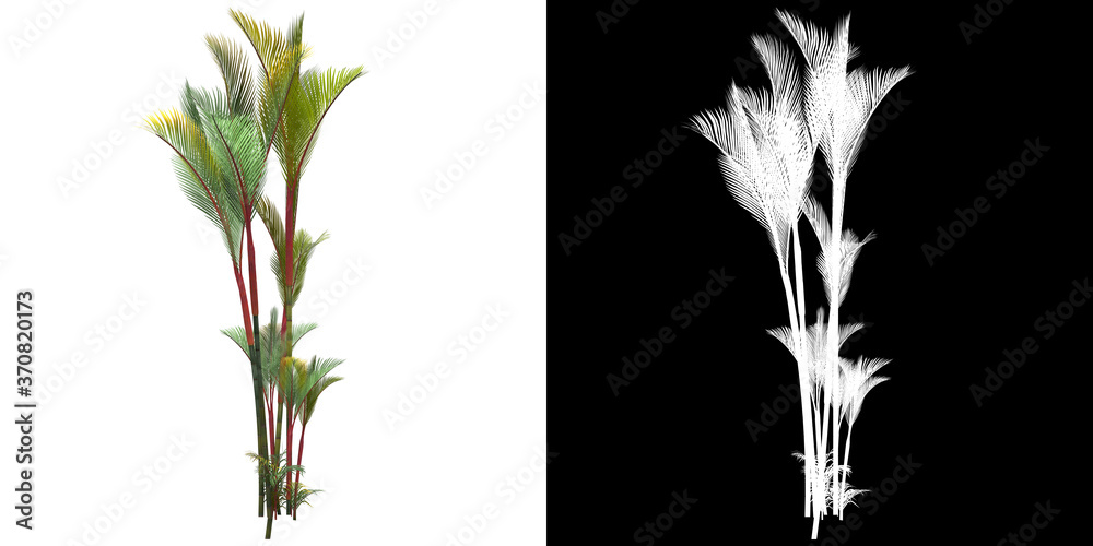 Left view of tree (Cyrtostachys Renda) png with alpha channel to cutout 3D rendering. For forest ...