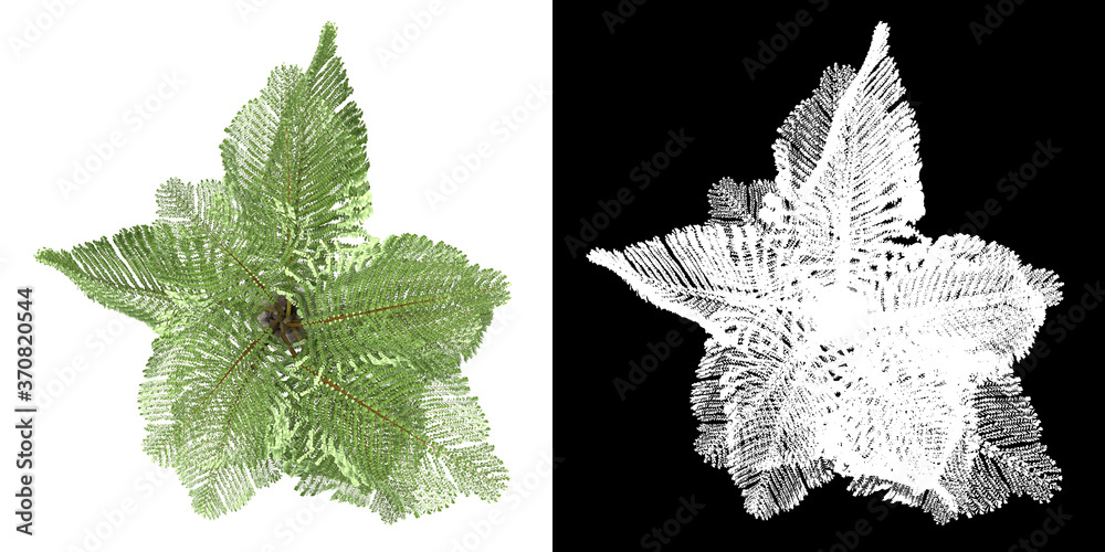 Top view of tree (Caryota Gigas) png with alpha channel to cutout 3D ...