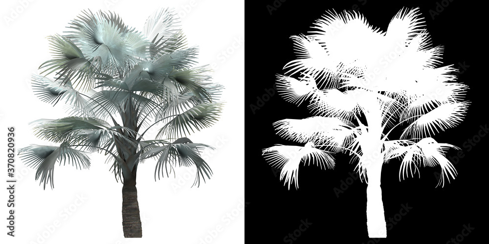 Front view of tree (Bismarckia Nobilis) png with alpha channel to ...