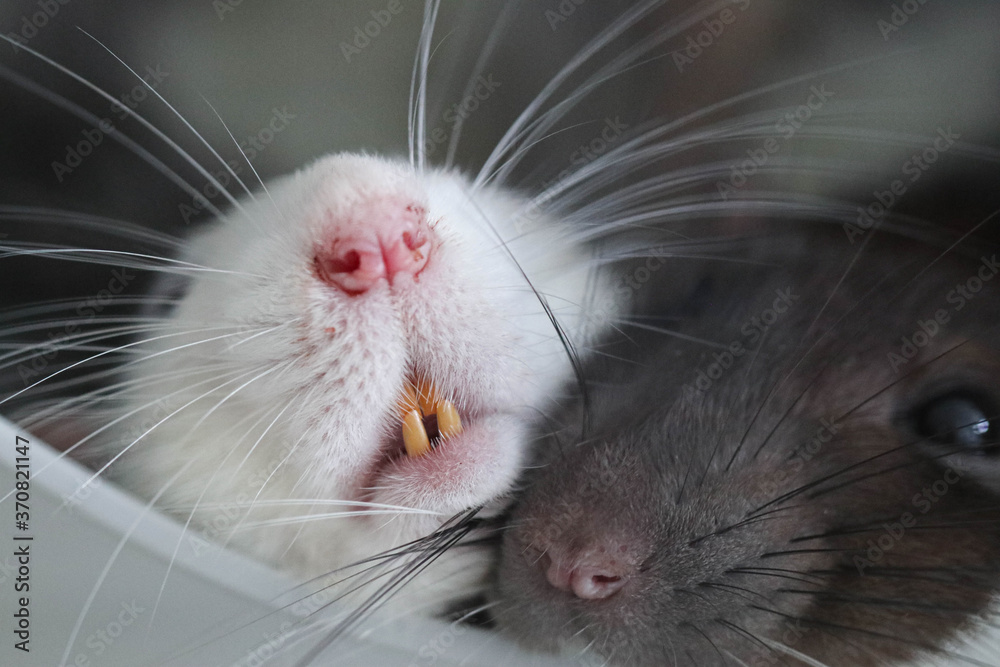The muzzle of a decorative rat close up. Cute pet. Macro photo of a ...